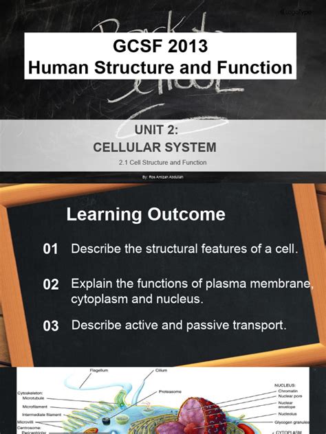 21 Cell Structure And Function Pdf Cell Membrane Cell Biology
