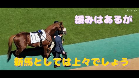 20241103 東京5r レイニングが新馬戦を優勝 パドック、本馬場入場、レース、戸崎圭太騎手との口取りの様子 サイン会も Youtube