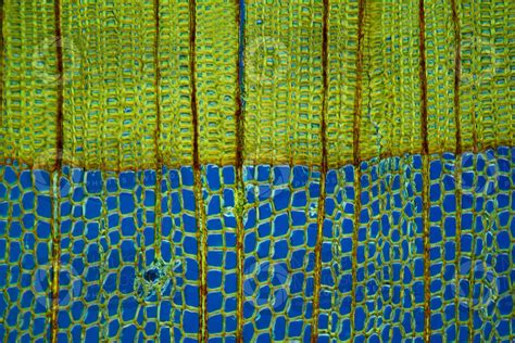 Larix Decidua European Larch Stem Transverse Section Differential Interference Contrast