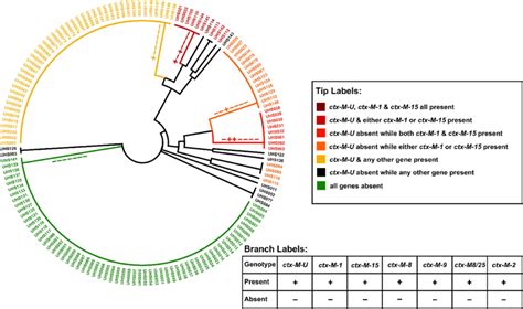 Circular Trees Created By The Upgma Unweighted Pair Group Method With