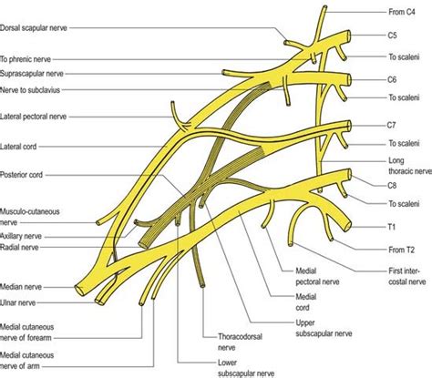 Brachial Plexus Neupsy Key