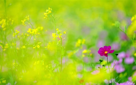 배경 화면 햇빛 꽃들 녹색 노랑 코스모스 플라워 유채 꽃 목초지 플로라 야생화 대초원 서식지 자연 환 경 육상 식물 꽃 피는 식물 매크로 사진