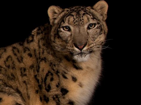 Types Of Leopards List