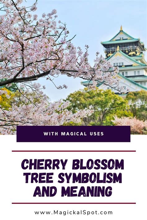 Japanese Cherry Blossom Symbolism And Meaning Cherry Blossom