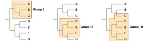 Botany Final Exam 2 Botany Final Exam Flashcards Quizlet