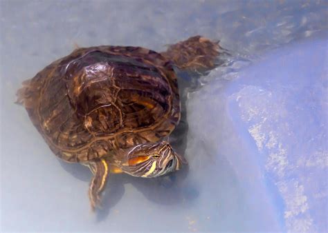 How To Clean A Turtle Shell Turtle Pet Guide