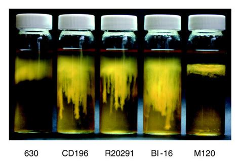 Comparative Motility Assays For C Difficile Strains Download Scientific Diagram
