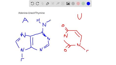 Solved Diagram The Pairing Between Adenine And Uracil Are There Any