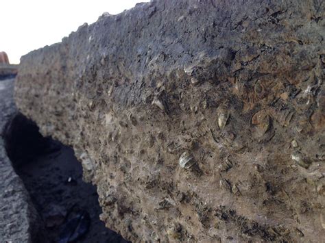 รู้จัก “สุสานหอย 75 ล้านปี” กระบี่ หนึ่งเดียวในโลก ที่ถูกคนด้อยค่าจนโดนทัวร์ลงยับ