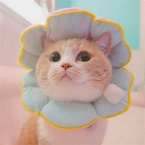 [인스타그램 카톡 프사 모음] 귀여운 고양이 공유 네이버 블로그