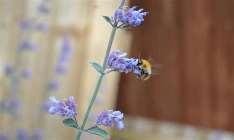 Catnip Vs Catmint Are Catnip And Catmint The Same Thing