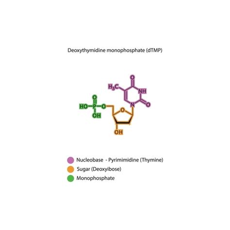 Deoxythymidine Monophosphate Dtmp Over 15 Royalty Free Licensable Stock Illustrations