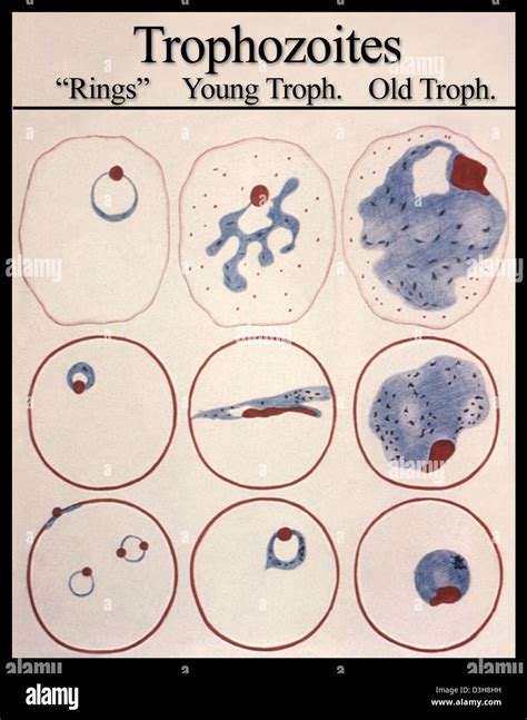 Apicomplexans Plasmodium