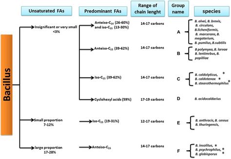Bacillus Species Classification Based On The Fatty Acid Patterns From Download Scientific