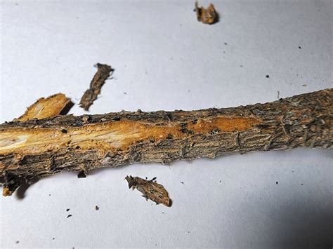 솔껍질깍지벌레 네이버 블로그