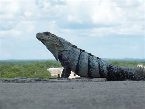 Binding Adapters With Kotlin Part 1 By Aidan Mcwilliams Androidpub Medium