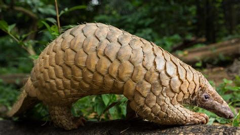 The Sunda Pangolin Manis Javanica Sweet In Name Not As Sweet In Fate