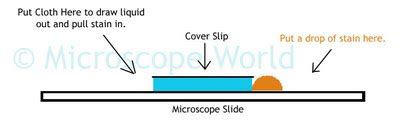 Microscope World Blog Science Project Microscope Staining Cells