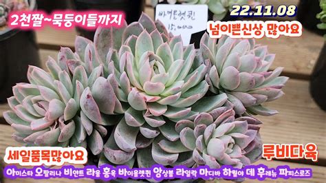 루비다육1탄착한국민다육2천원부터세일품목많네요백봉넘이뻐요하월야오팔리나비얀트라일락라울홍옥레드베리바이올렛퀀상학파피스로즈화그택배 010 5895 1110