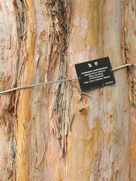 Tree Bark Textures They Are One Of Natures Obsessed Plant Mom