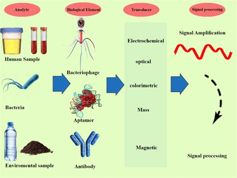 Common Features Of Biosensors Were Applied For Detection Of Pathogenic