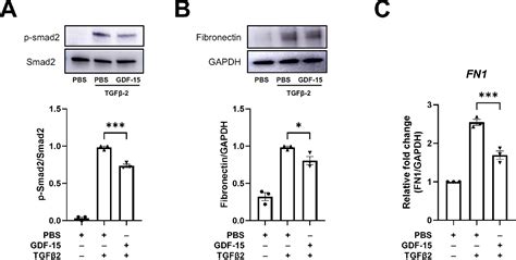 Figure 2 From Gdf 15 Attenuates The Epithelium Mesenchymal Transition And Alleviates Tgfβ2