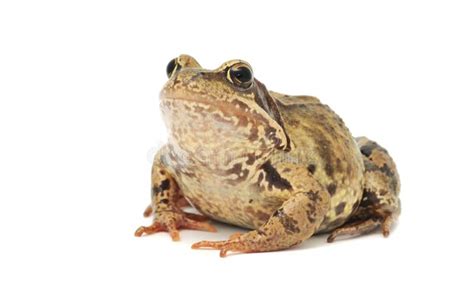 Toxic Cane Toad Stock Image Image Of Poisonous Marinus 29312439