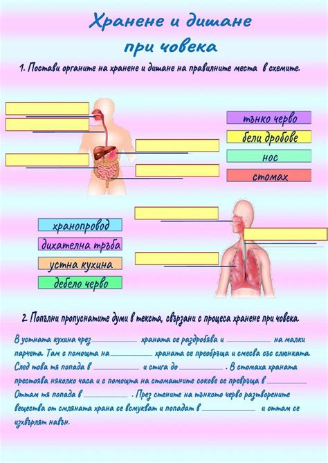 Хранене и дишан… Free Interactive Worksheets 188785