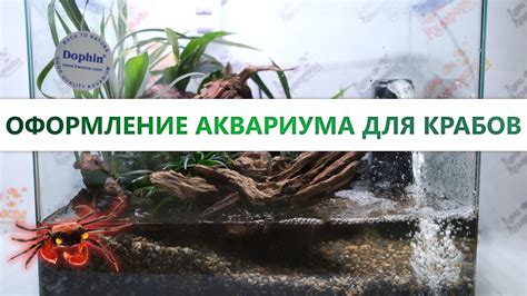 Оформление аквариума для крабов Красный Дьявол или Вампир на 47л - YouTube