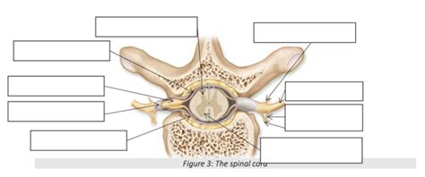 Diagram Of W1 Spinal Cord Plexuses And Spinal Roots Cranial Nerves Quizlet