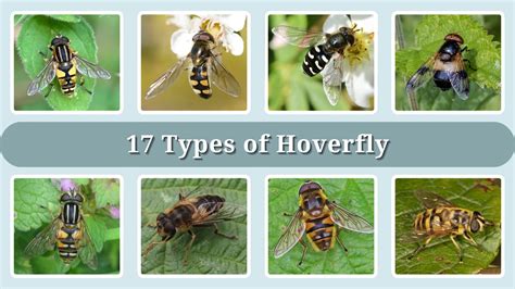 17 Types Of Leafhopper Identification With Pictures