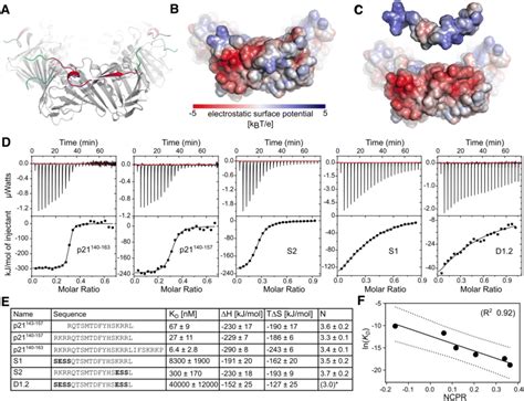 Modulating Affinity By Modulating Flaking Region Features A Ribbon