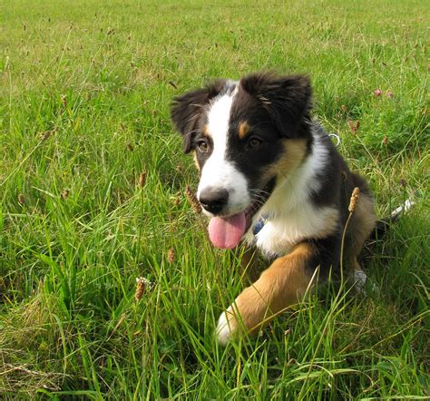 Australian Shepherd Adoption Canada Rescue And Rehoming 2023
