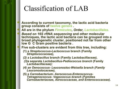 Classification Of Lactic Acid Bacteria Ppt