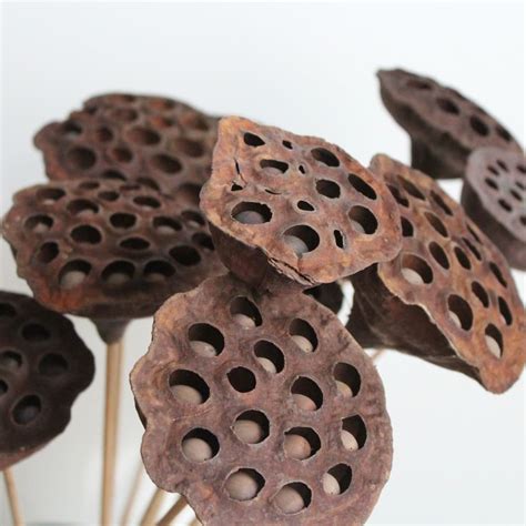 Dried Lotus Pod On Stem 12 Stems Natural Dried Lotus Pods On Stems