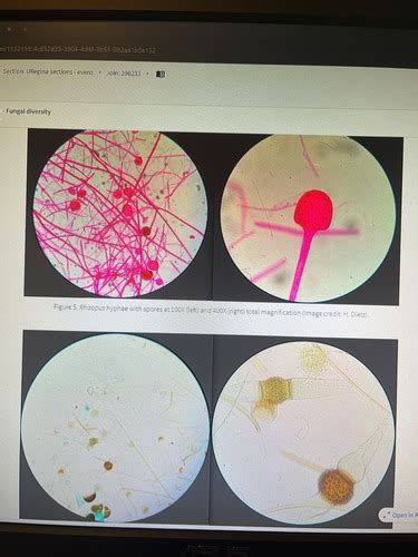 Bio Lab 3 Flashcards Quizlet