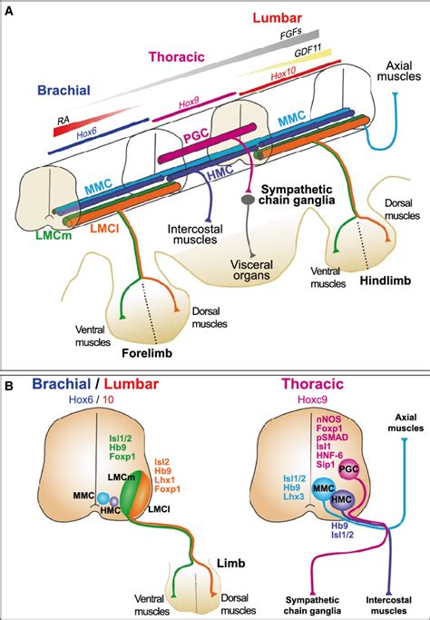 Topographic Organization And Molecular Markers Of Motor Columns Along
