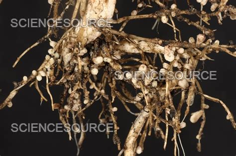 Rhizobium Root Nodules