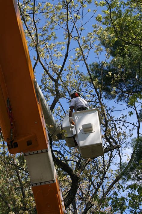 Tree Worker Bucket Truck Free Photo On Pixabay