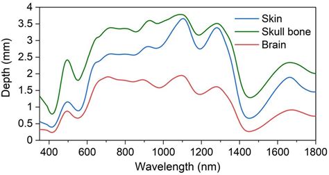 The Depth Of Light Penetration Into The Mouse Head Tissue Download Scientific Diagram