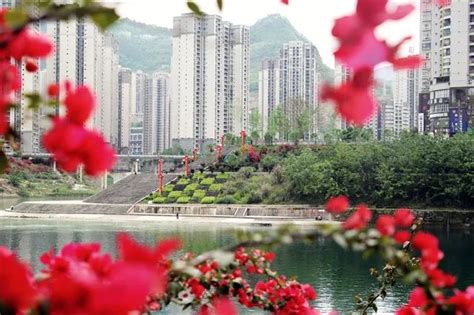 三角梅花开 扮靓两江四岸 社会 彭水网