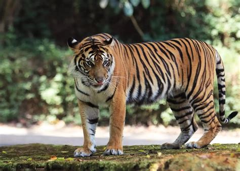 9 Jenis Harimau Di Dunia Cek Foto And Fakta Unik Konservasi
