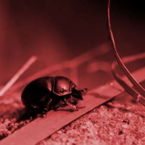 Colorize QML Type Qt 5 Compatibility APIs Graphical Effects Qt 6 10 0