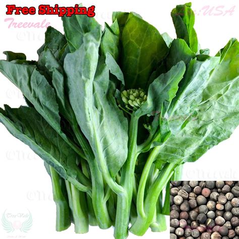 Chinese Broccoli White Flowering Broccoli Kai Lan Chinese Kale Seeds