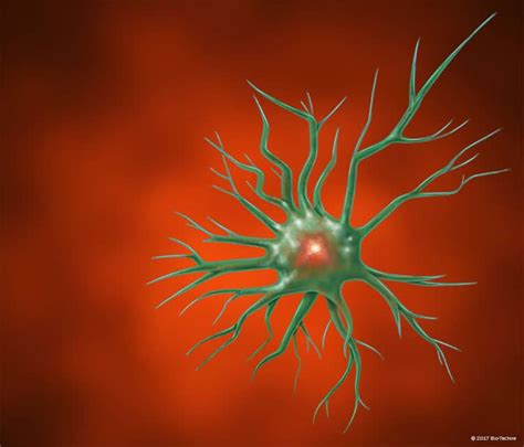 Astrocyte Markers Randd Systems