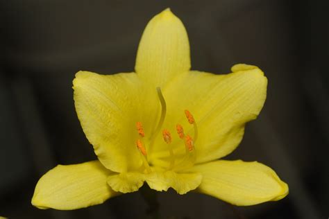 Lily Petals Pistil Free Photo On Pixabay Pixabay