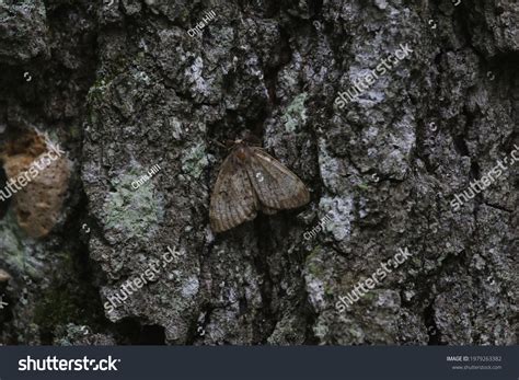 Male Gypsy Moth Lymantria Dispar Dispar Stock Photo Shutterstock