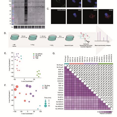 Egfr Apex2 Activation Localization And Data Quality A Western Blot Download Scientific