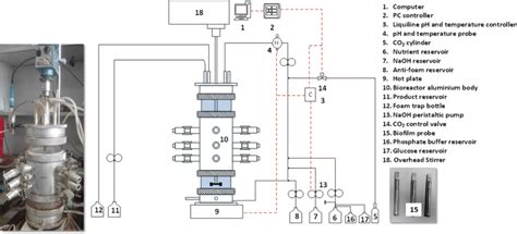 The Continuous Fermentation Setup Used For Biofilm Cultivation The