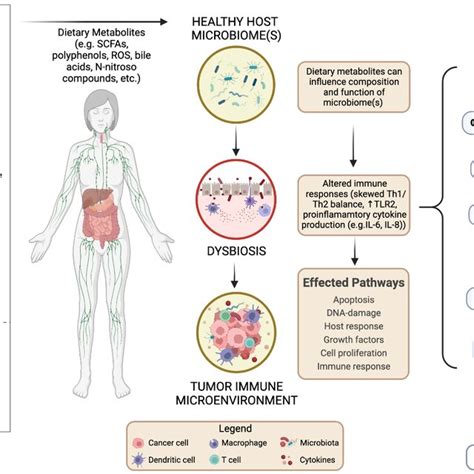Host Microbiomes Influence Different Cancer Pathologies Via Their Download Scientific Diagram